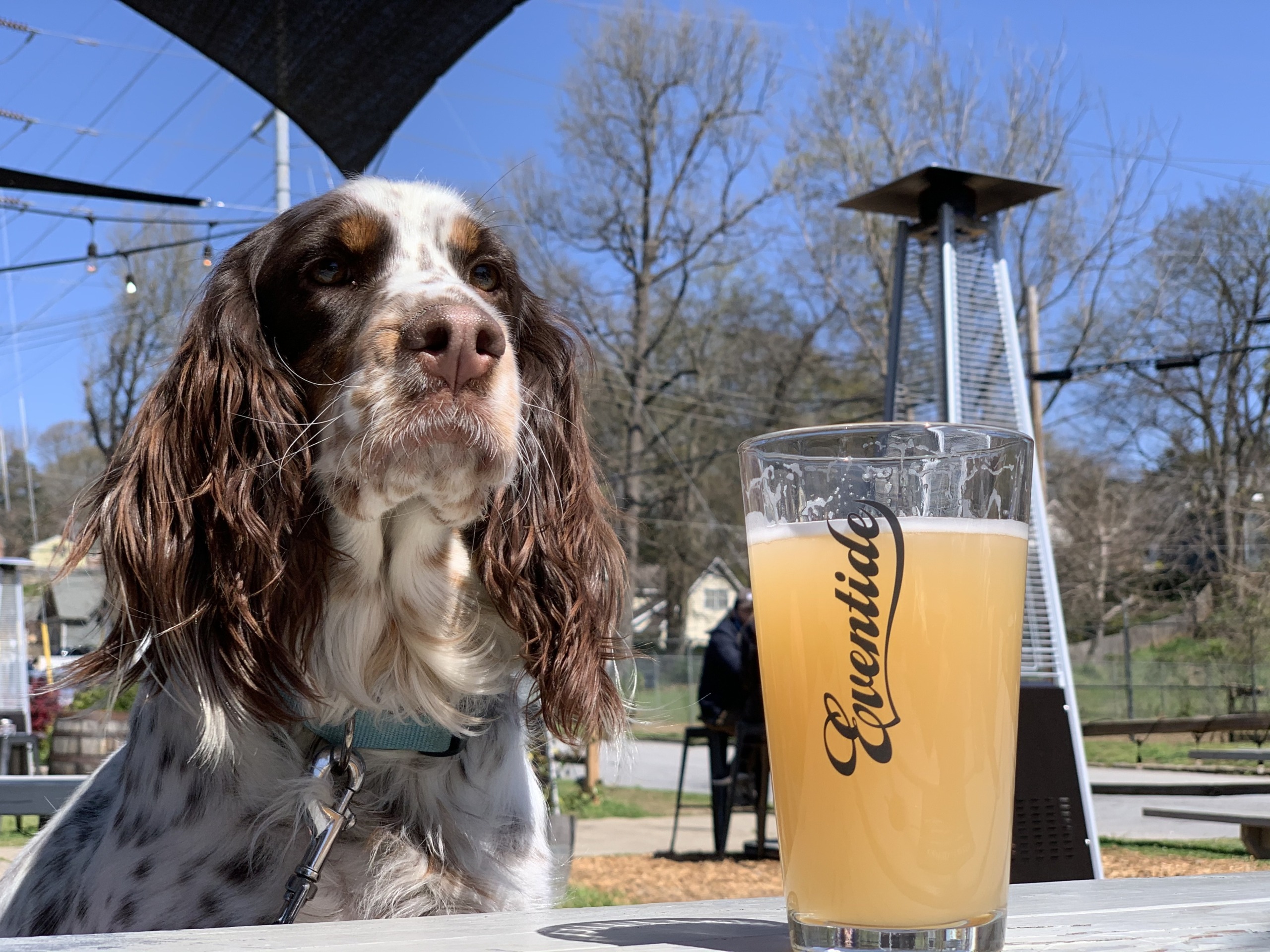 NATIONAL DOG DAY PARTY AT EVENTIDE BREWING | Adventures in Atlanta